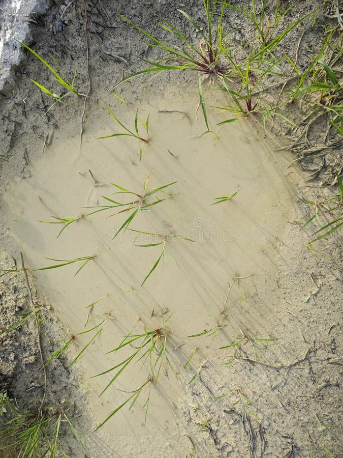 Drying Wet Mud from the Stagnant Pool of Rainwater. Stock Photo - Image ...