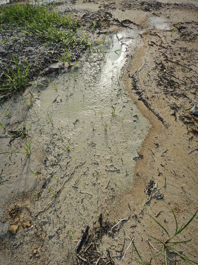 Drying Wet Mud from the Stagnant Pool of Rainwater. Stock Photo - Image ...