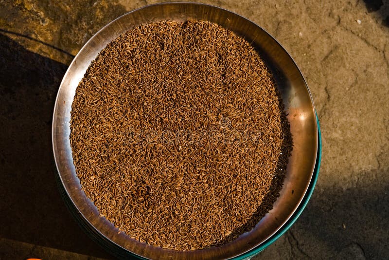 Drying of Whole Cumin Seeds in the Sun Rays in India Stock Photo ...