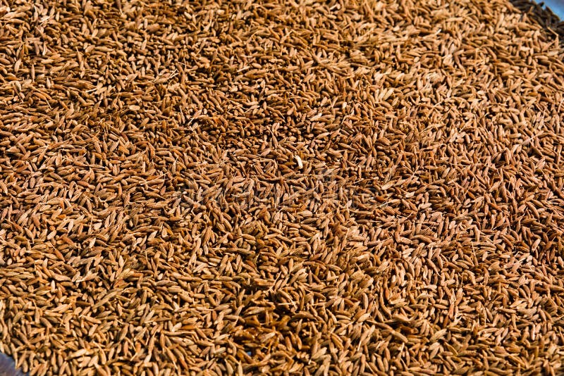 Drying of Whole Cumin Seeds in the Sun Rays in India Stock Image ...