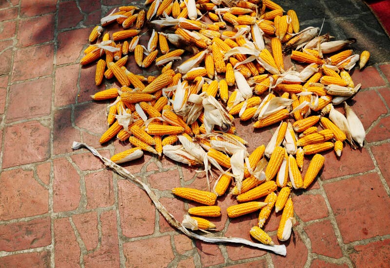Drying Yellow Corns on Brick Floor in Hagiang, Vietnam Stock Image ...