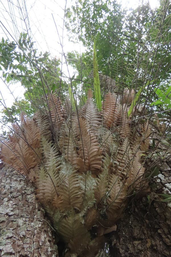 Drynaria Quercifolia, Oak-leaf Fern Stock Image - Image of fruit ...