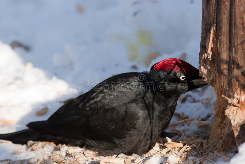 Dryocopus Martius, Black Woodpecker Stock Photo - Image of male, themes ...