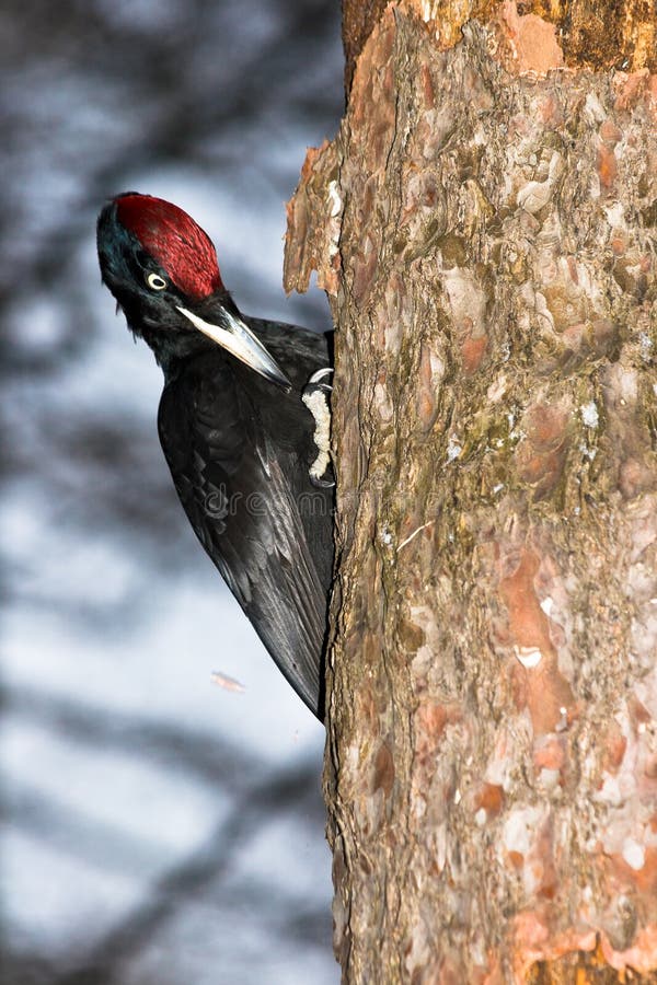 Dryocopus Martius, Black Woodpecker Stock Image - Image of woodpecker ...