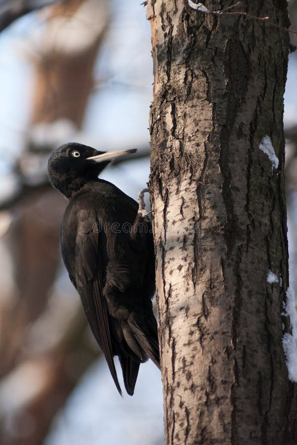 Dryocopus Martius, Black Woodpecker Stock Image - Image of feeding ...