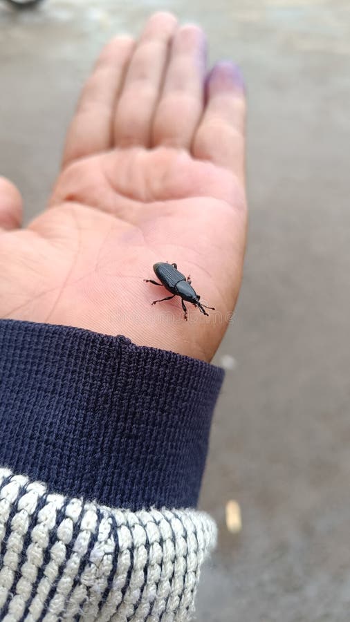 Dryophthorinae Insect Isdisolate on Hand Stock Photo - Image of insect ...