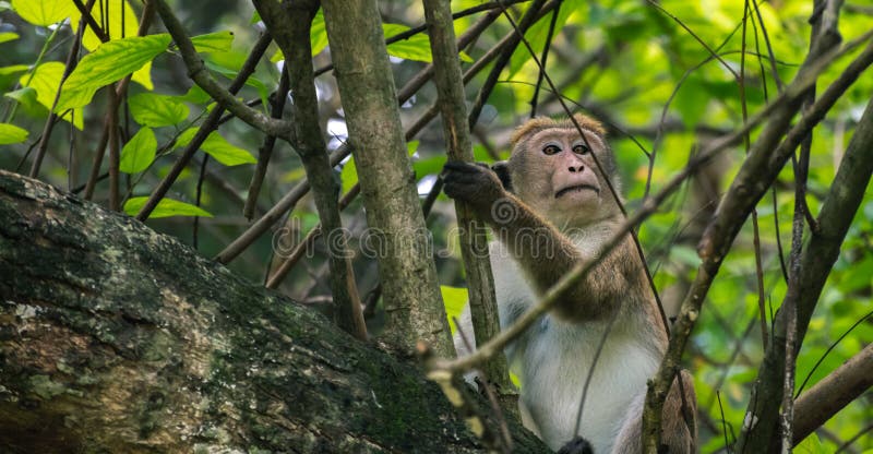 Toque Macaque Monkey Foraging on the Forest Ground. Gathering Food in ...