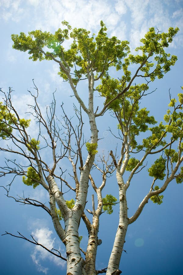 Brzozy drzewo zdjęcie stock. Obraz złożonej z drzewo - 102416118