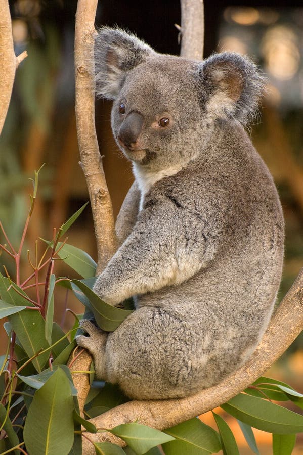 Drzewo koali obraz stock. Obraz złożonej z zwierzę, torbacz - 4485697