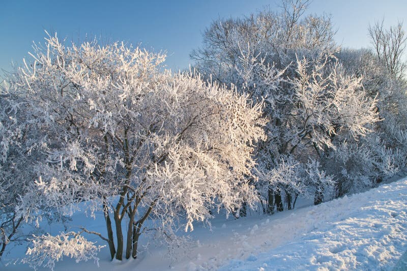 Dzień Mrozowa Styczeń Natury Parka śnieżna Drzew Zima Obraz Stock ...