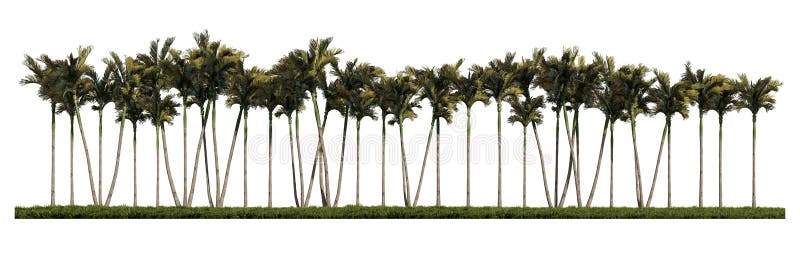 3ds Rendering Image of Front View of Palm Trees on Grasses Field Stock ...