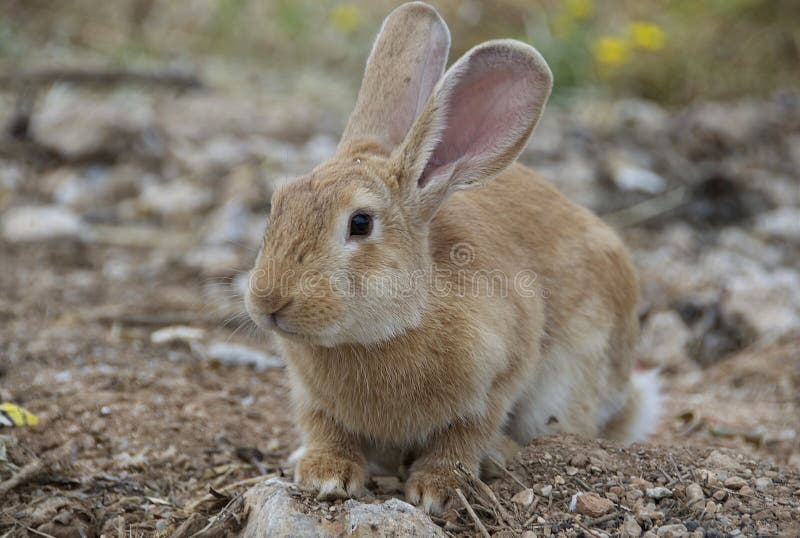 Low Angle View of a really Pretty and Cute Bunny Rabbit with Big Ears ...