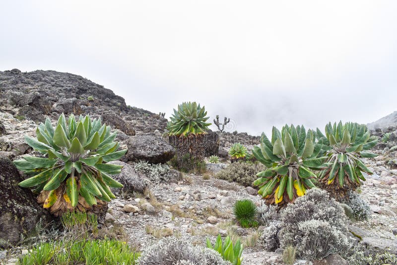 Giant Groundsel Dendrosenecio Kilimanjari Trees Growing in the Alpine ...