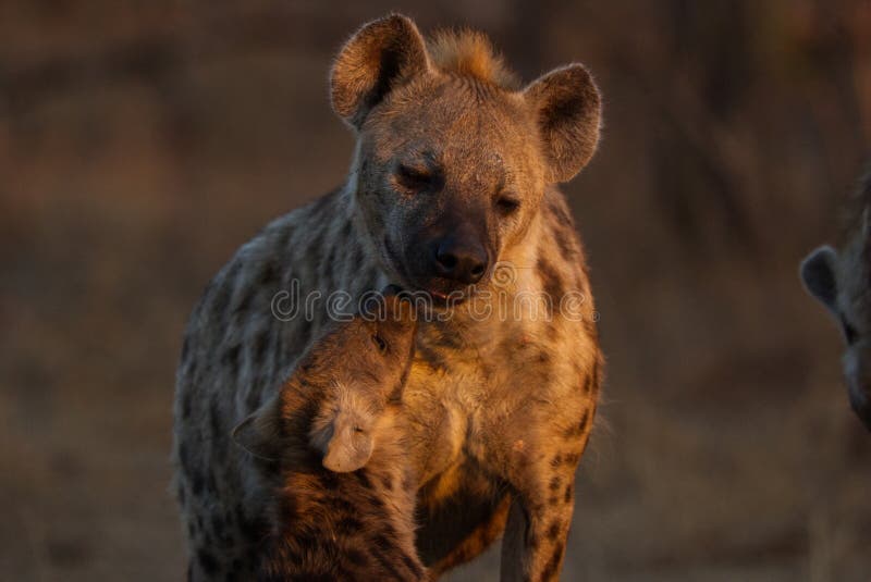 1,092 Cute Hyena Photos - Free & Royalty-Free Stock Photos from Dreamstime