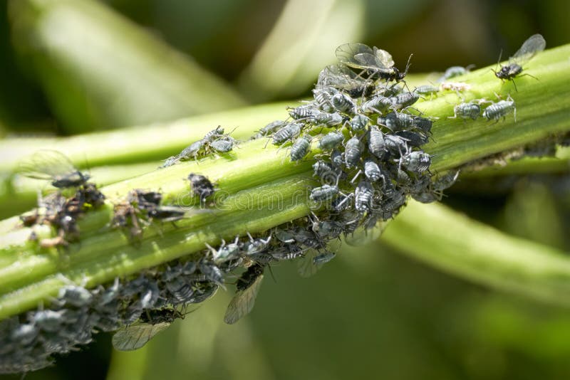 Dark Grey Aphids on a Young Plant Stem Stock Image - Image of insects ...