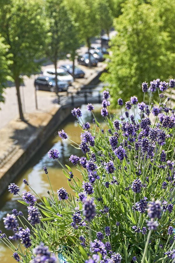 107 Lavandula Dutch Stock Photos - Free & Royalty-Free Stock Photos ...