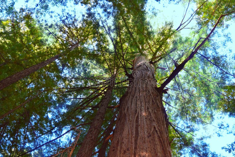Redwood Canopy in Muir Woods Stock Photo - Image of monument, nature ...