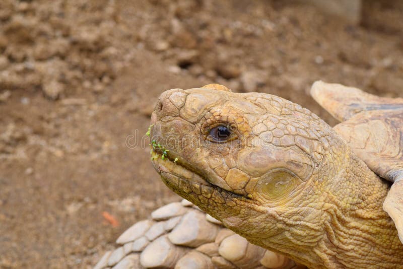 Face of a happy tortoise stock image. Image of pardalis - 29417543