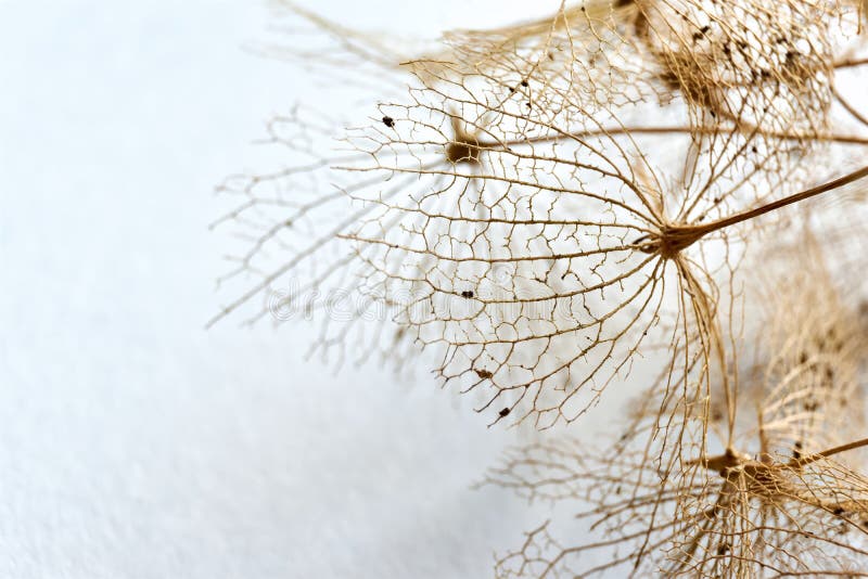 Dry Hortensia Skeleton Flower Leaves Stock Image - Image of delicate ...