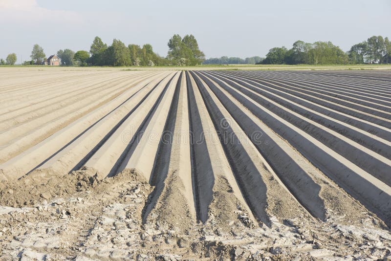 Straight Furrows Crossing at a Right Angle in a Potato Field Stock ...