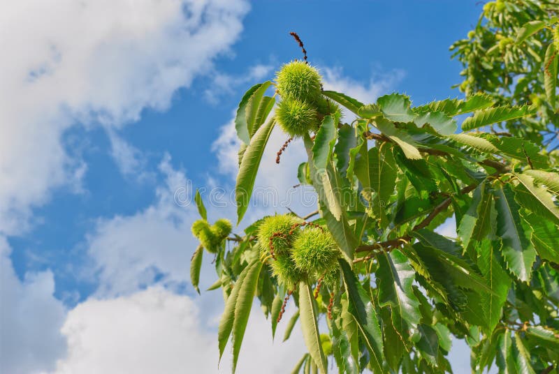 Chestnuts Growing on a Sweet-Chestnut Tree Stock Image - Image of ...