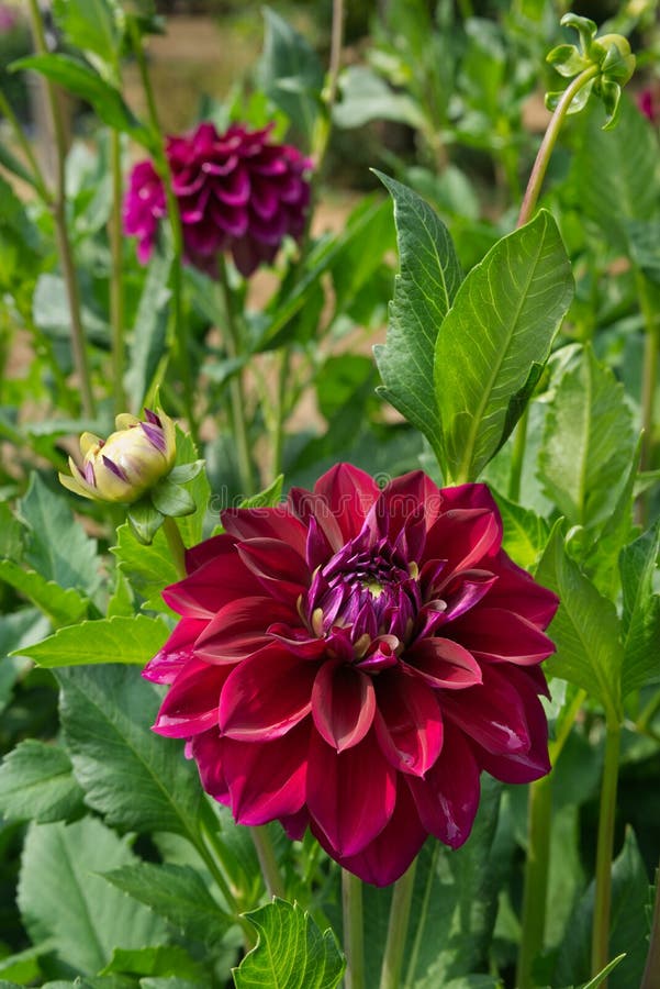 Dahlia Blossom Dark Purple Color Close-up Outdoor Garden Stock Image ...
