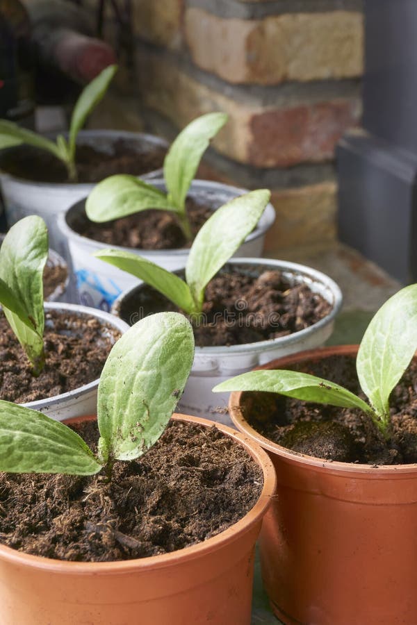 Zucchini or Courgette Seedlings in Plastic Containers Stock Image ...
