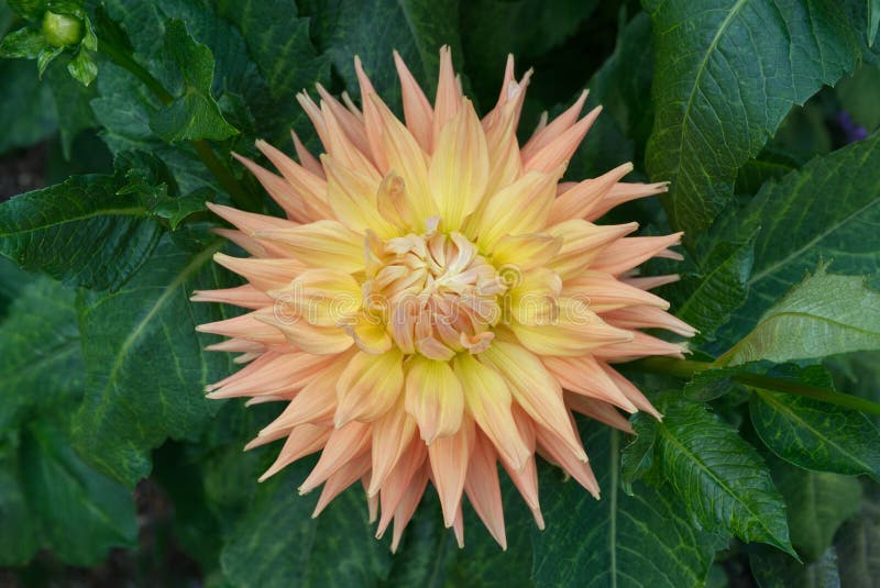 Semi-cactus Dahlia Flower with Yellow To Salmon Color Stock Image ...