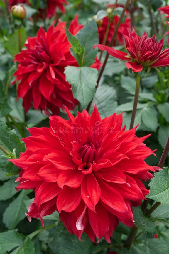 Red Decorative Dahlia Blossom between Others. Stock Image - Image of ...