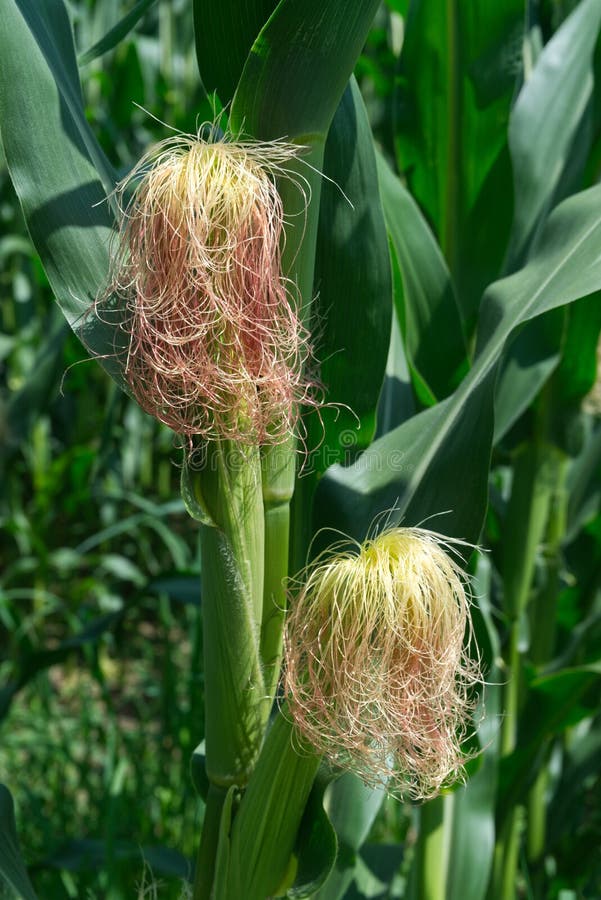 Female Inflorescence Young Silks Corn Plant Stock Photos - Free ...