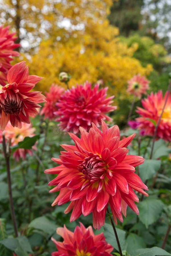 Dahlia Blossoms Pink-red Color Autumn Trees in Background Stock Image ...