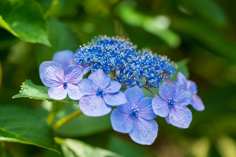 Gaku Ajisai (Lacecap Hydrangea, Hydrangea Macrophylla F. Normalis ...