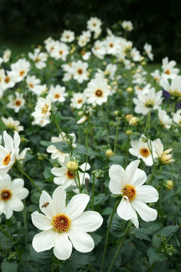 White Single-flowered Dahlia Flowers in a Garden, Daylight Stock Photo ...