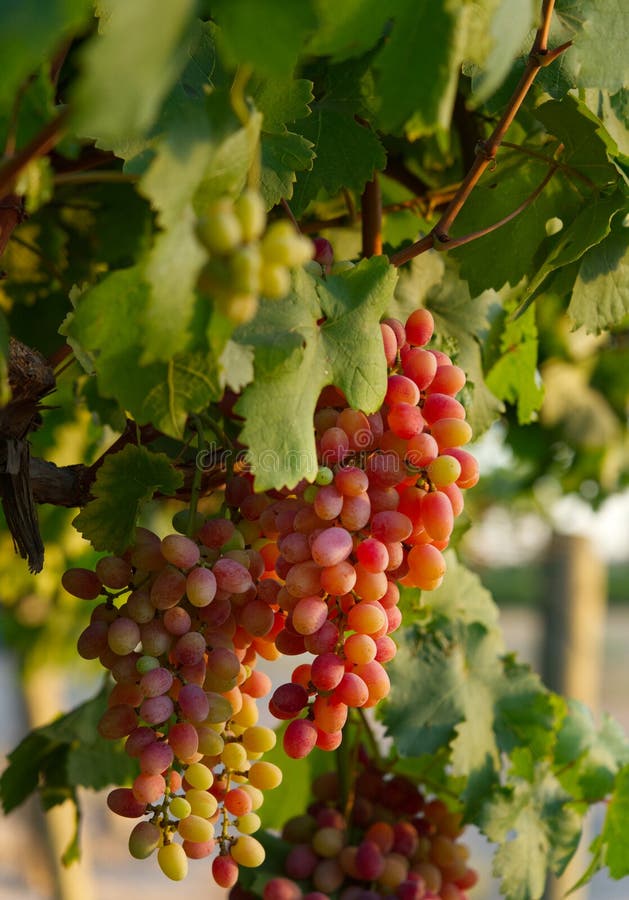 Grapes from Fresno State University Campus Farm Vineyards Stock Image ...