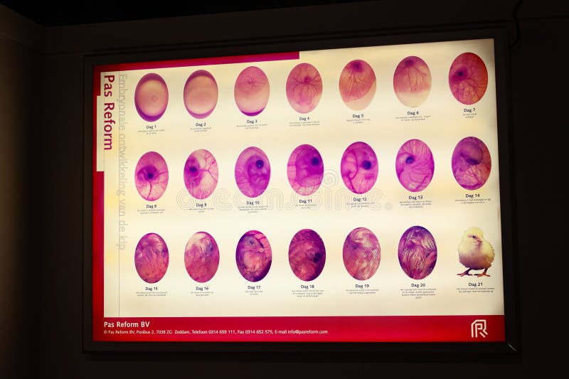 Pluimvee Museum Stock Illustrations – 1 Pluimvee Museum Stock ...