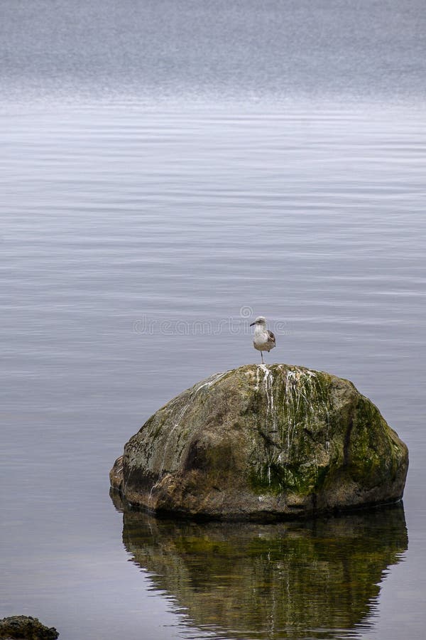 Lonely Seagull on a Rock in the Middle of the Lake Stock Image - Image ...