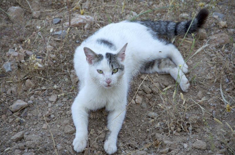 Relaxing White Stray Cat on the Ground . Stock Photo - Image of dsc0658 ...