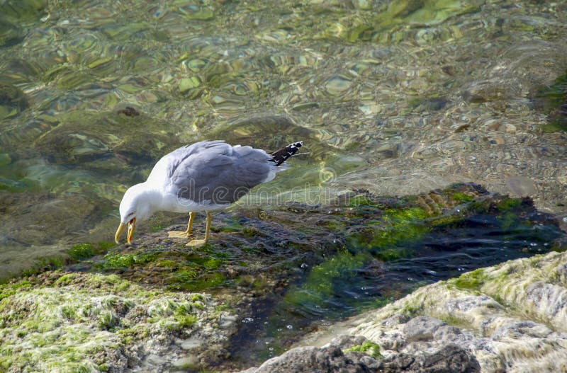 One Seagull Stands on the Railing Stock Photo - Image of wildlife ...