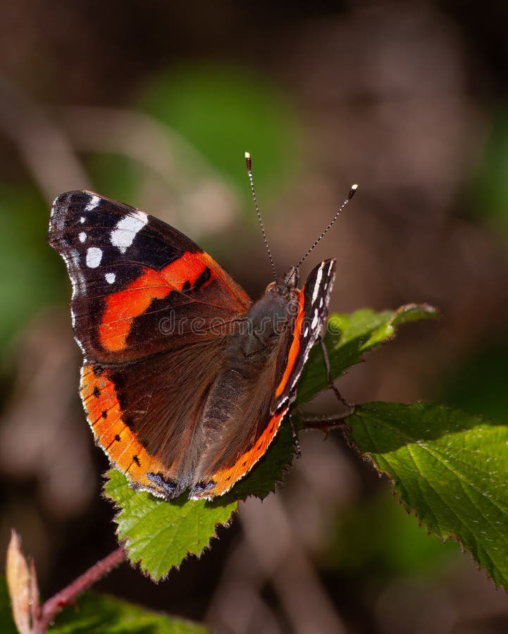 Atlanta Moth Stock Photos - Free & Royalty-Free Stock Photos from ...