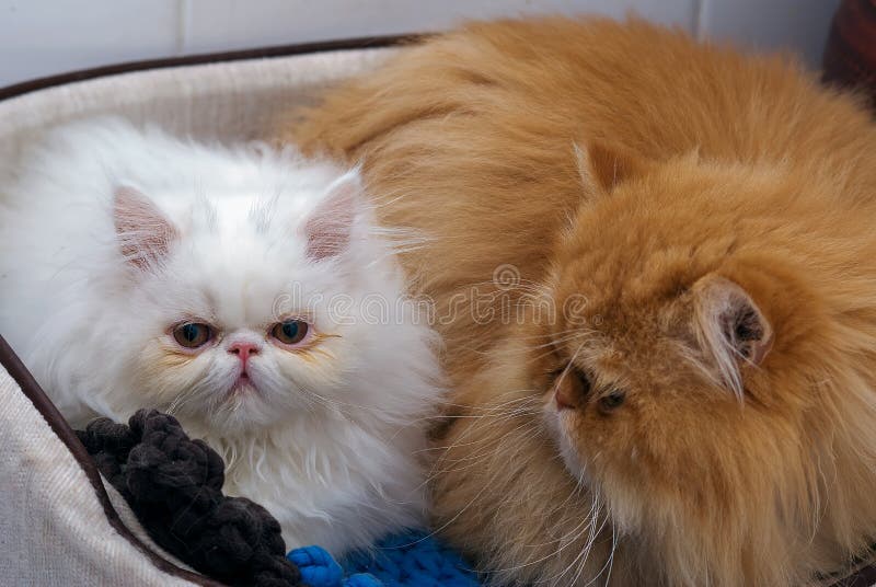 Two domestic Persian cats. stock image. Image of portrait - 344236477