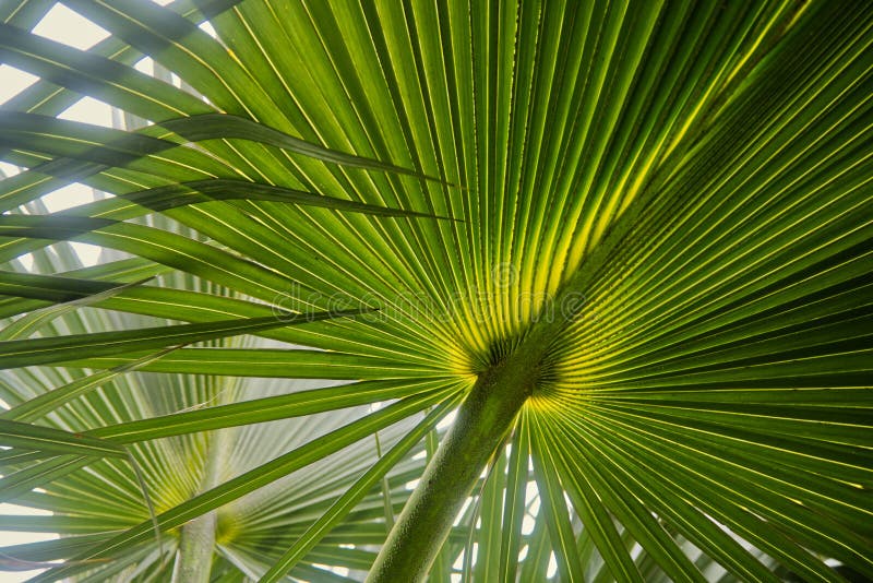 Palm Fronds stock photo. Image of cross, patterns, fronds - 4556106