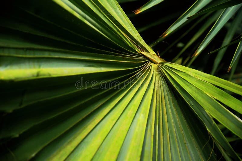 Palm frond with lens flare stock image. Image of flower - 255492931