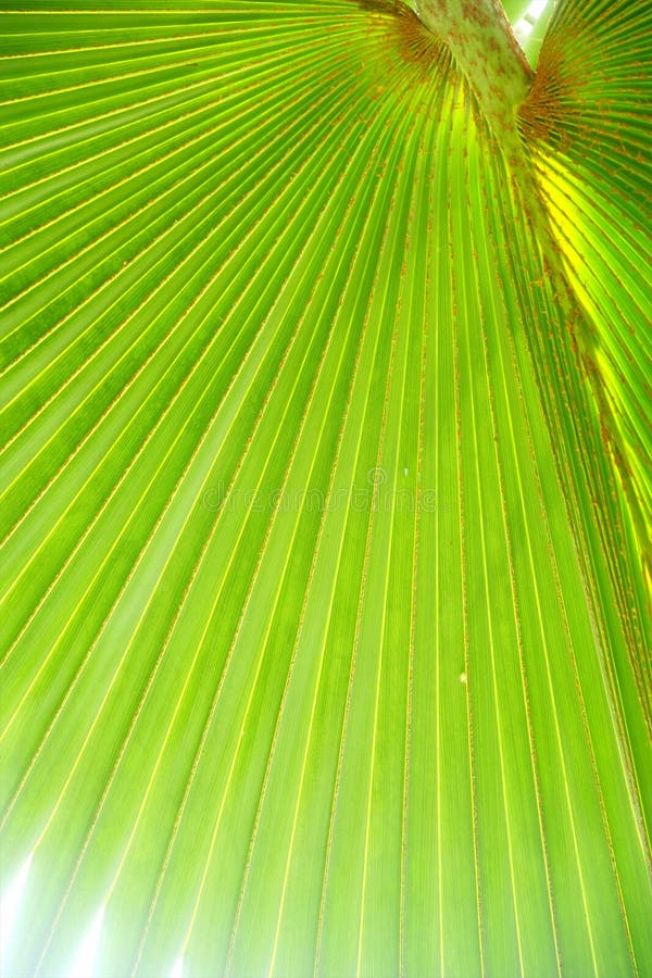 Large palm frond leaf stock photo. Image of background - 54001056