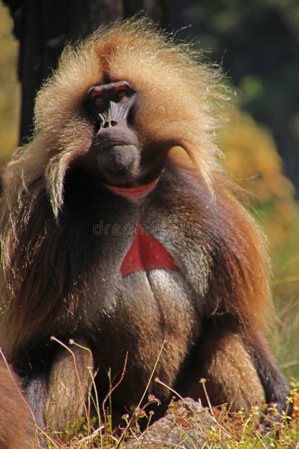 Dschelada baboon monkey stock image. Image of chest - 111306049