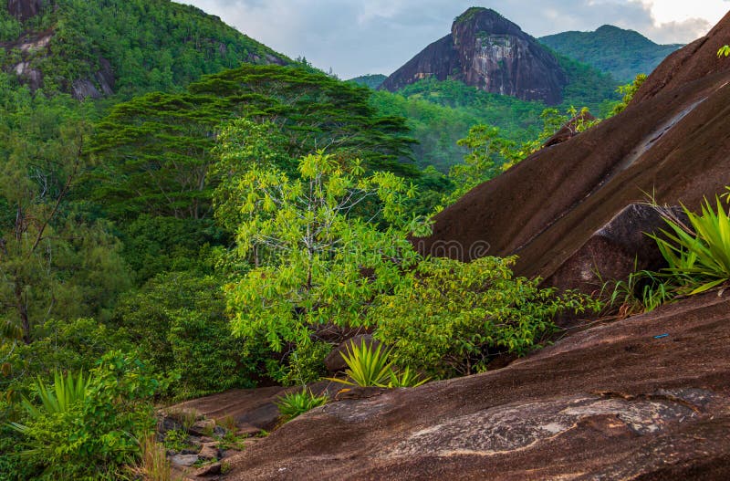 The Rainforest of the Seychelles Islands Stock Image - Image of africa ...