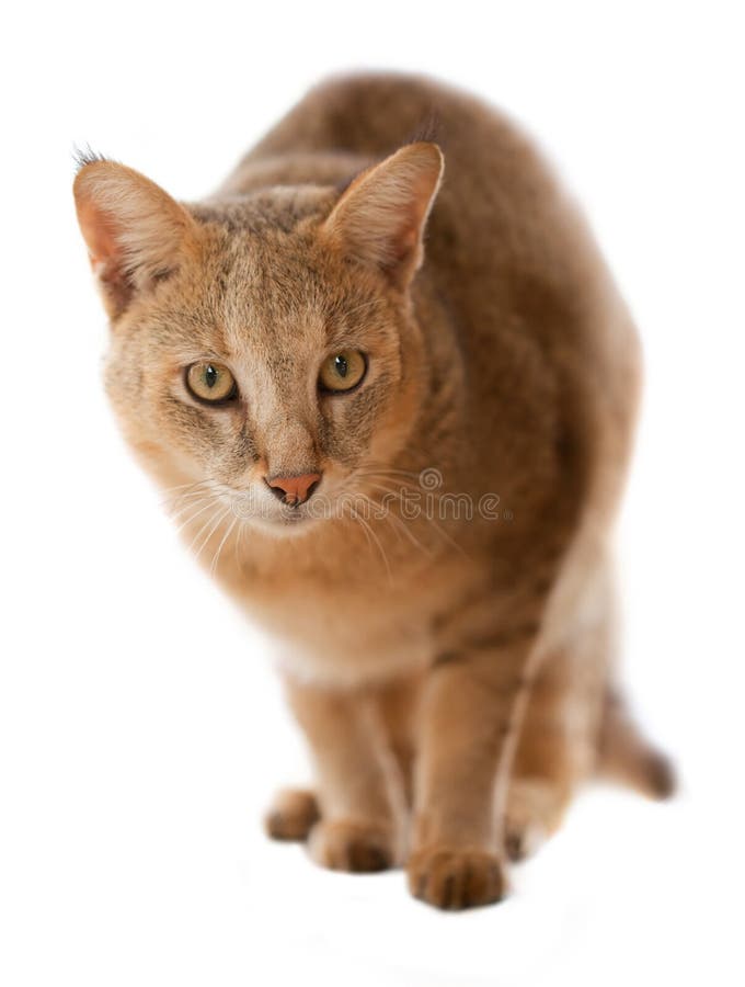 Dschungel-Katze stockfoto. Bild von nave, katze, tier - 17749326