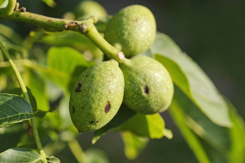 Unripe Young Green Walnuts on a Tree Stock Image - Image of nature ...