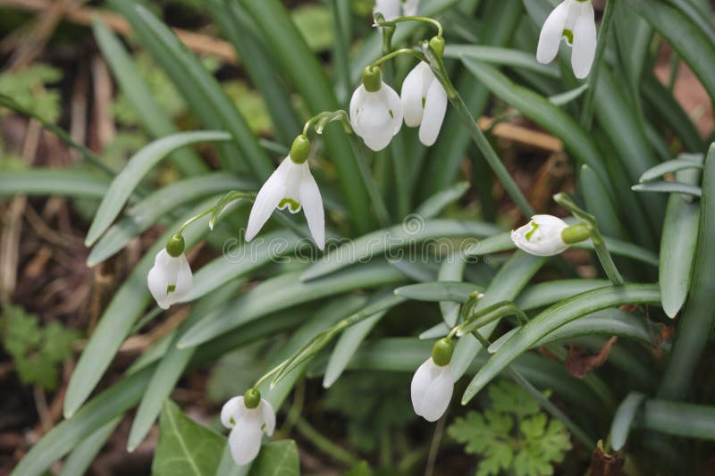 White Snowdrop or Galanthus Nivalis Flowers in Winter Stock Image ...