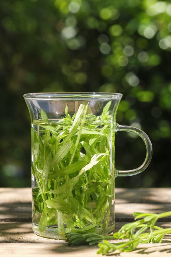 Fresh Herbal Cleaver Tea in a Glass Stock Image - Image of branch ...