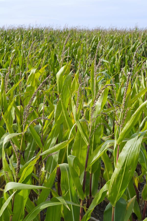 Corn Field with almost Ripe Corn Under a Blue Sky Stock Photo - Image ...